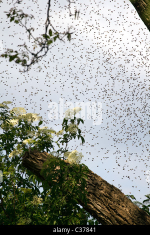 swarm of wasps Stock Photo - Alamy