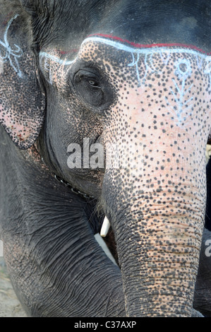 The face of a Asian elephant in closeup, Endangered animal specie from ...