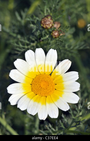 Crown daisies during springtime Stock Photo - Alamy