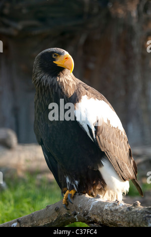 The Eastern Eagle w intent look and black background Stock Photo - Alamy