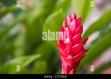 Native ginger, Costa Rica, Central America Stock Photo - Alamy