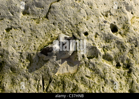 Flint embedded in chalk Stock Photo - Alamy