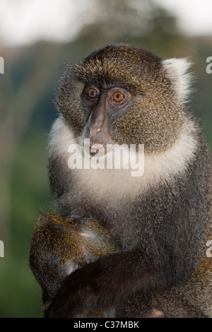 Blue Monkey (Cercopithecus mitis Stock Photo - Alamy