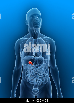 Human gall bladder, illustration Stock Photo - Alamy