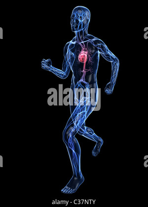 Skeletal system of a runner, illustration Stock Photo - Alamy