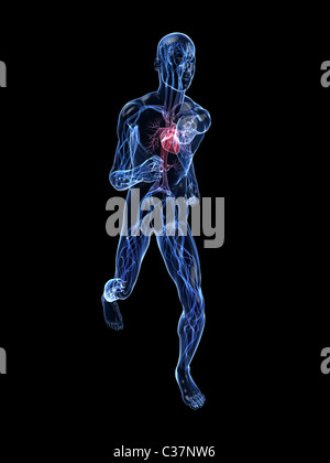 Vascular system of jogger, illustration Stock Photo - Alamy