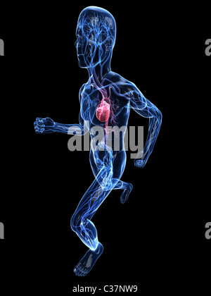 Human vascular system of the knee, illustration Stock Photo - Alamy
