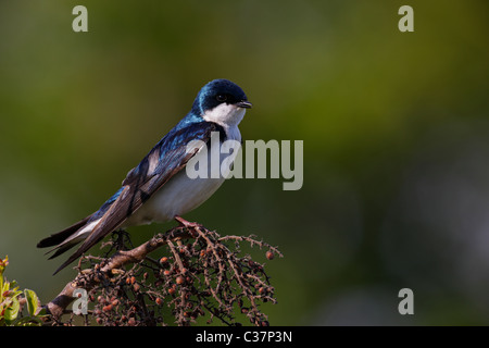 Tree Swallow (Tachycineta bicolor) stretching with wings spread in ...