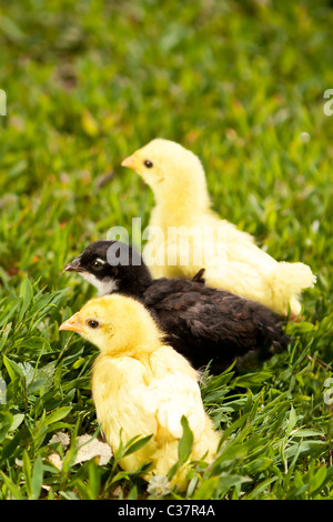 Two yellow chicks and one black chick stand side by side Stock Photo ...