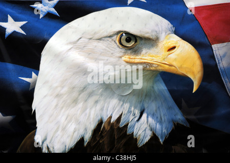American flag, Bald Eagle, national symbols of USA Stock Photo - Alamy