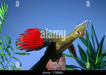 Livingston's Turaco. (Tauraco livingstonii) French: Touraco de ...