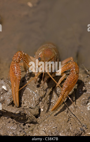 Red Swamp Crawfish Stock Photo - Alamy