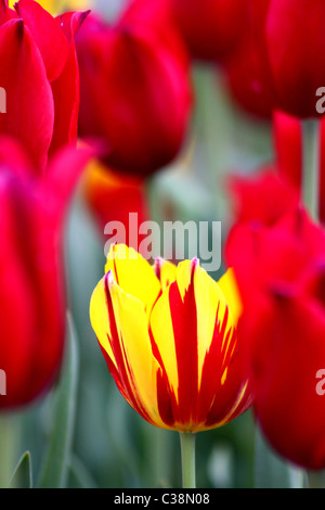 Yellow Colored Flower Stock Photo - Alamy