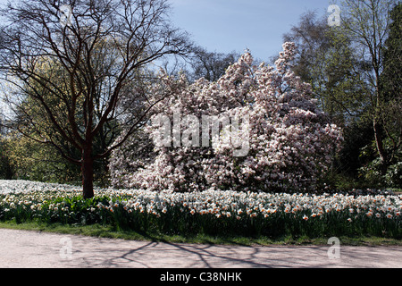 A MAGNOLIA TREE WITH NARCISSUS UNDER PLANTED GROWING AT RHS WISLEY UK ...