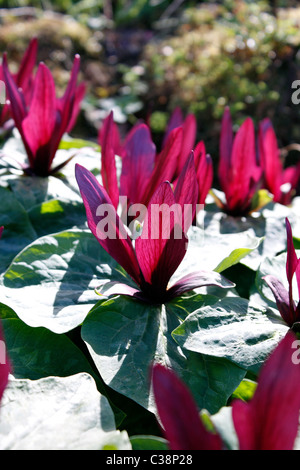 TRILLIUM SESSILE. WAKE ROBIN. TOAD - SHADE. TRINITY FLOWER Stock Photo ...