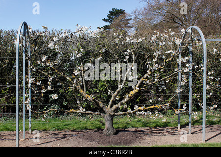 Fan trained cherry tree growing against a garden wall Stock Photo - Alamy