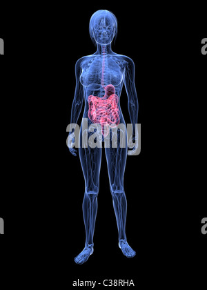 Illustration of female digestive and skeletal system Stock Photo - Alamy