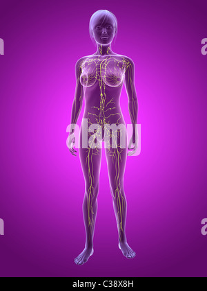 Lymphatic system of female body Stock Photo - Alamy
