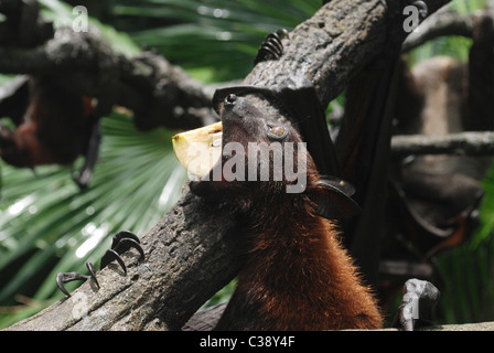 Malayan flying fox, or fruit bat eating in Singapore Zoo. Scientific ...