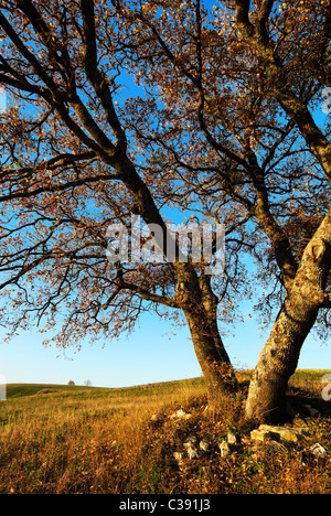 Secular oak tree Stock Photo - Alamy