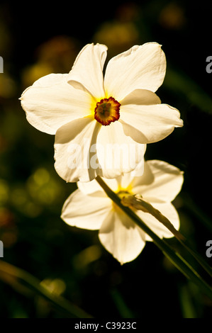 Spring Time Flowers Stock Photo - Alamy