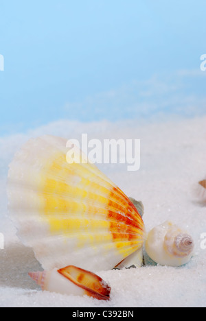 group of three tropical sea shells isolated on a dark blue background ...