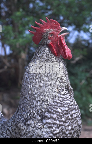 Free range cockerel crowing in Tanzania Stock Photo - Alamy