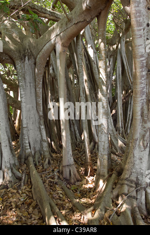Lofty fig tree leaves and figs Stock Photo - Alamy