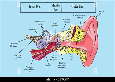 Human Ear structure Stock Photo - Alamy