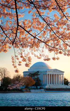 Cherry blossoms on a tree, springtime Stock Photo - Alamy