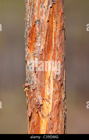 Moose damage on scots pine trunk Stock Photo - Alamy