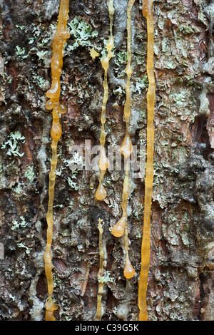 resin dripping from a spruce tree Stock Photo - Alamy
