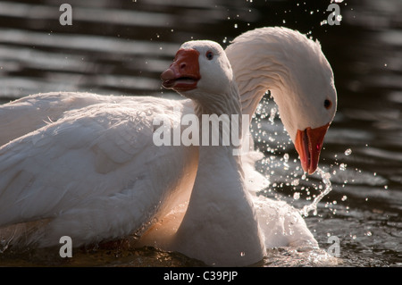 Embden geese during mating Stock Photo - Alamy