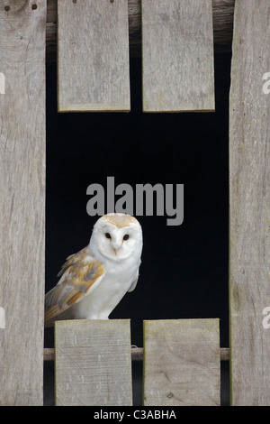 Barn owl (Tyto alba), captive, Cumbria, England, United Kingdom, Europe ...