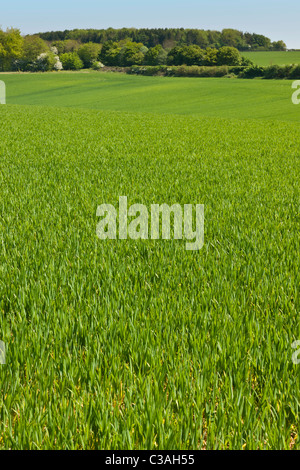 UK Arable Crop in April Stock Photo - Alamy