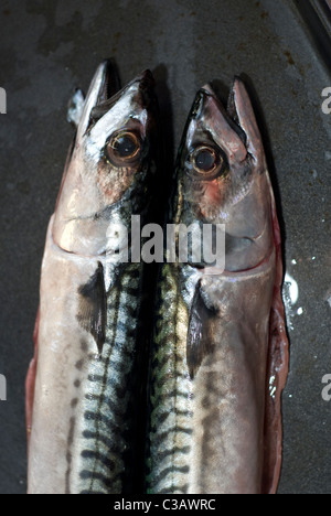 Two mackerel, gutted and prepared for cooking Stock Photo - Alamy