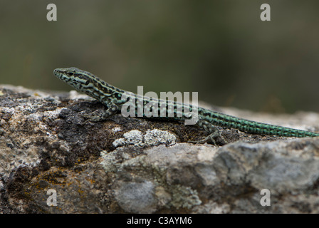 Tyrrhenian Wall Lizard, Corsica, France Stock Photo - Alamy