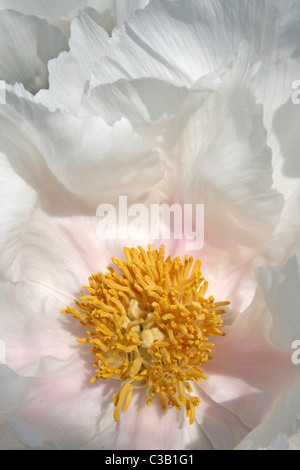 Close-up of white peony blooms with yellow centers and closed green ...