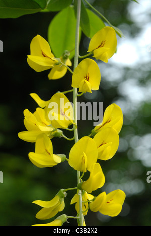 Laburnum (laburnum anagyroides), close up of the pea-like seed pods ...