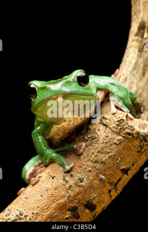 Vietnamese Green Tree Frog, Studio Shot Stock Photo - Alamy