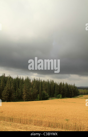 Israel, Eshtaol forest in the Shephelah Stock Photo - Alamy
