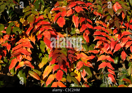 Red dying leaves on a mahonia shrub shortly before flowering Stock ...