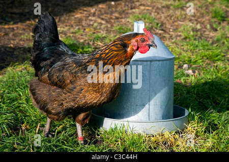 black rock chicken Stock Photo - Alamy