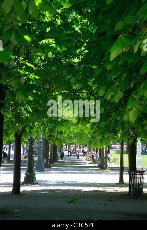 France, Paris, Chestnut trees in bloom in Place Dauphine Stock Photo ...