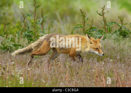 Red Fox stalking Stock Photo - Alamy