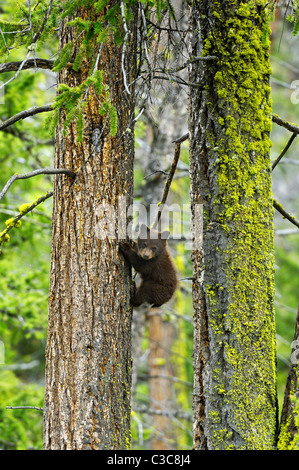 small black bear cub climbing a pine tree in south Dakota Stock Photo ...