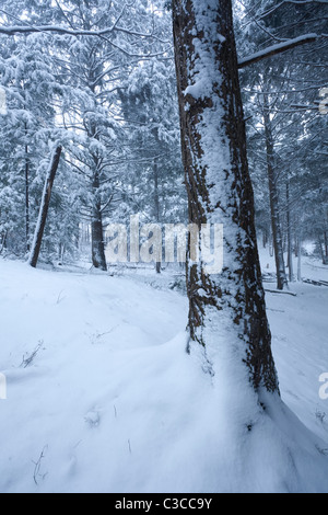 Cedar forest and fresh snow in the High Atlas mountains near Azrou in ...