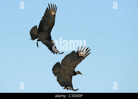 A pair of black vultures (Coragyps atratus) perch on a fence. Pantanos ...
