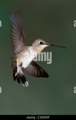 Female Calliope Hummingbird Hovering in Flight Stock Photo - Alamy