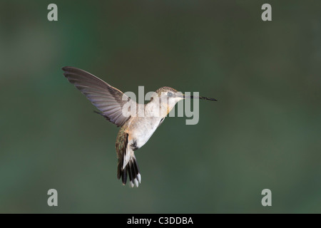 Female Calliope Hummingbird Hovering in Flight Stock Photo - Alamy